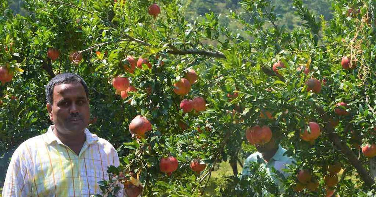 Climate Change is Changing the Way Apples are Being Produced. Here’s ...